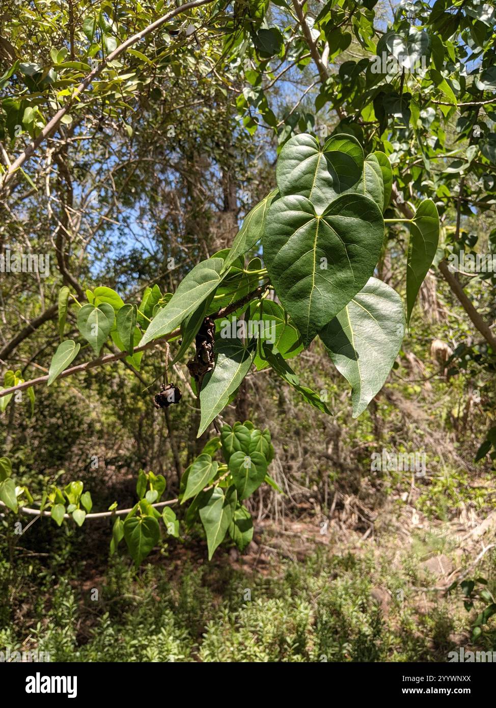 Thespesia populnea portia tree hi-res stock photography and images - Alamy