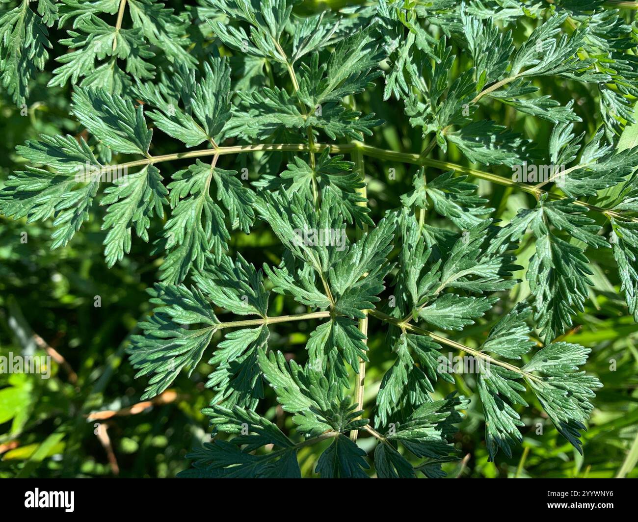 Fernleaf Biscuitroot (Lomatium dissectum Stock Photo - Alamy