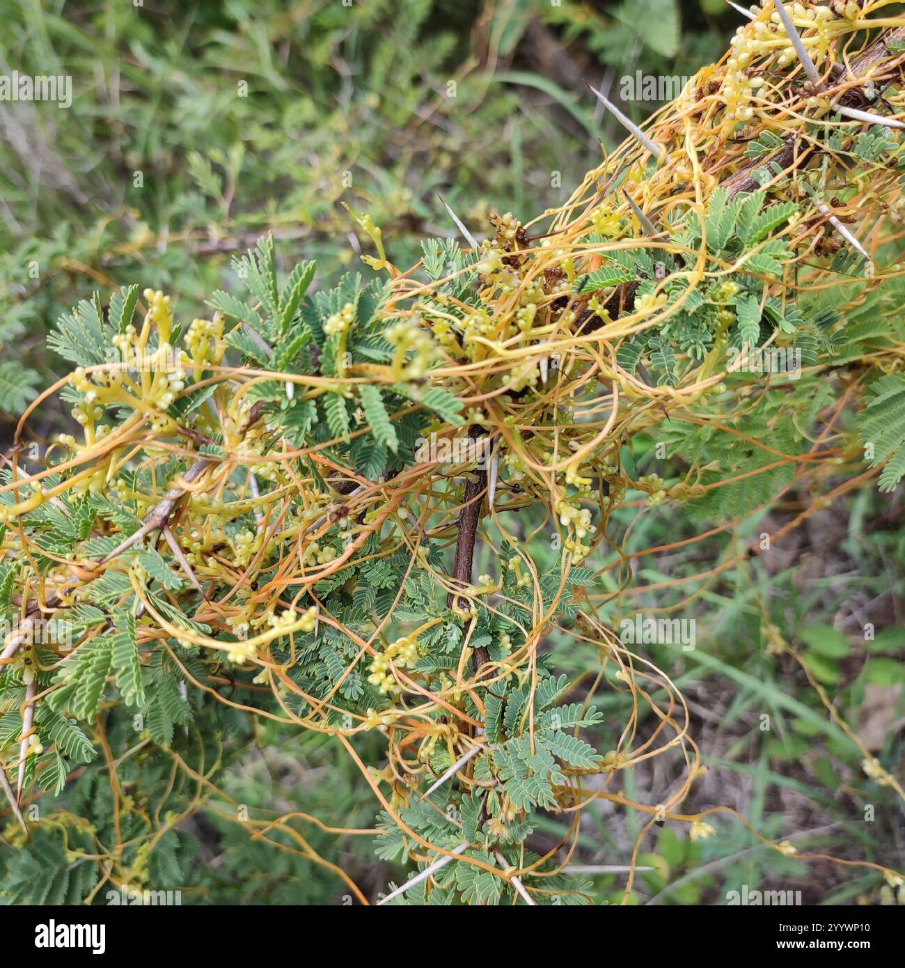 American dodder (Cuscuta americana Stock Photo - Alamy
