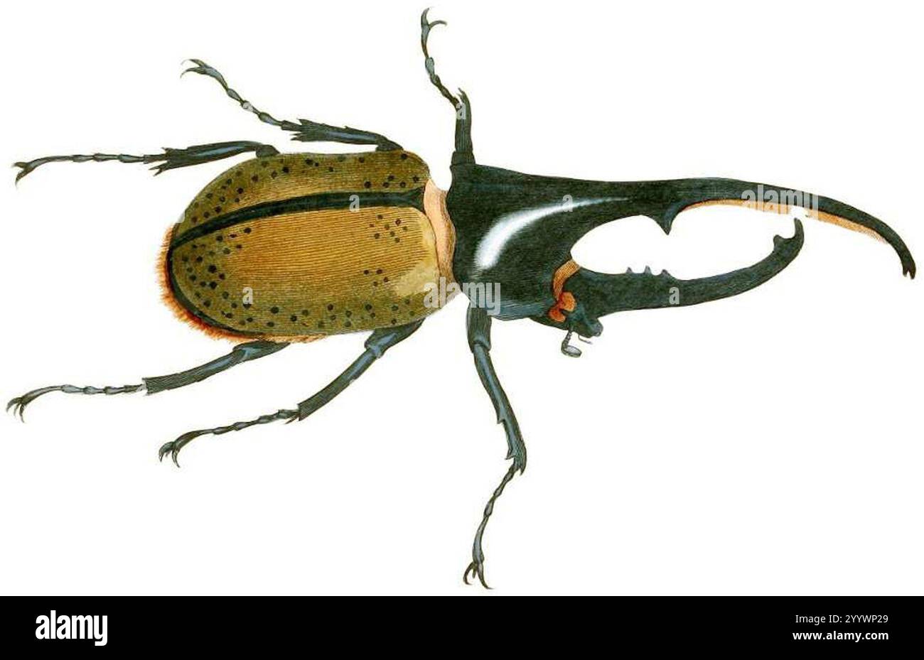 Dynastes hercules Cut Out Stock Images & Pictures - Alamy