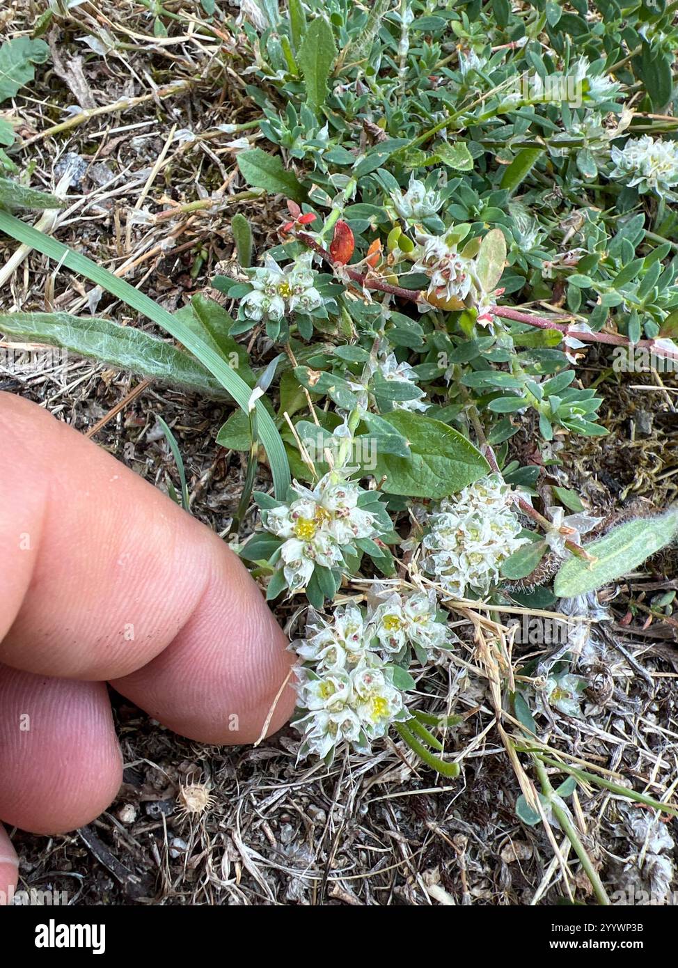 Algerian Tea (Paronychia argentea Stock Photo - Alamy