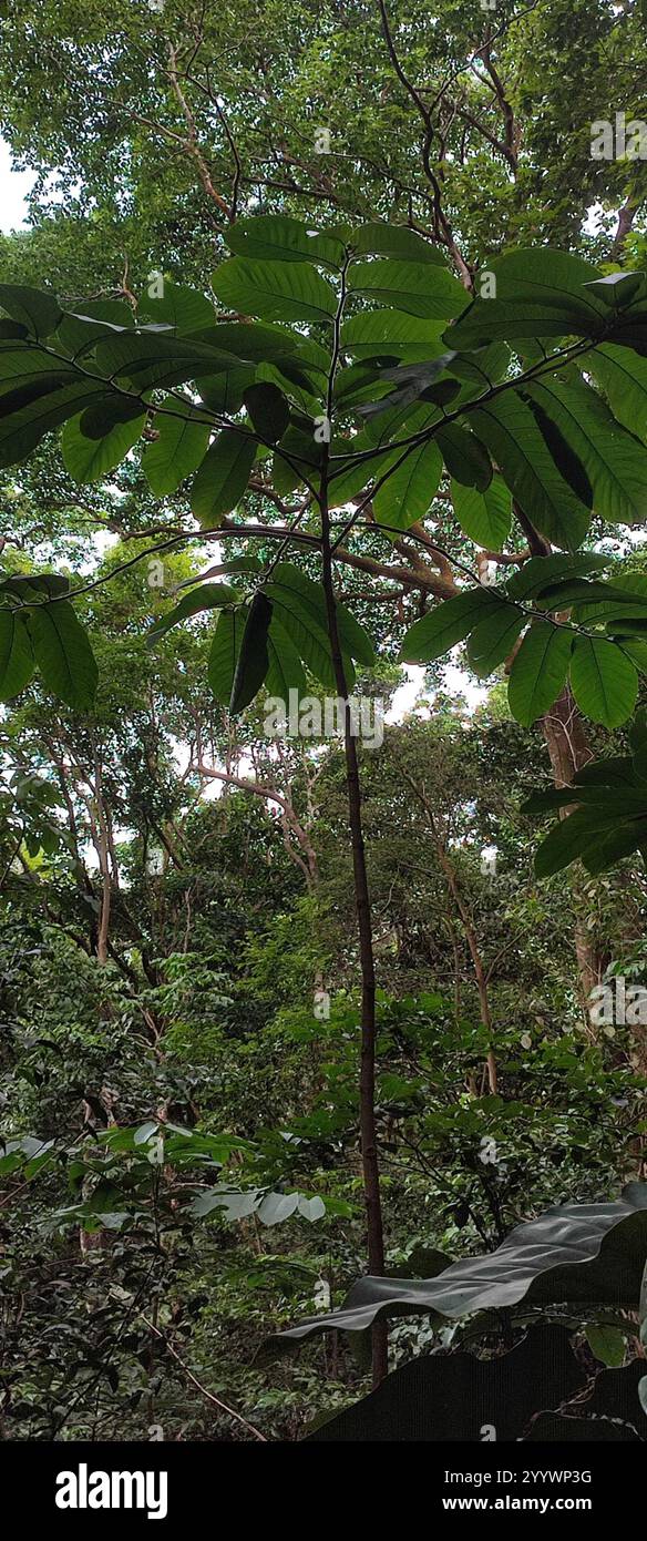 Panama rubber tree (Castilla elastica Stock Photo - Alamy