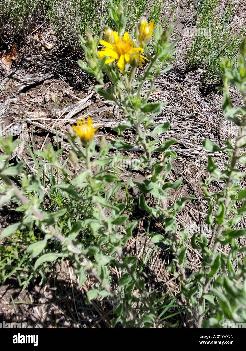 Harsh False Goldenaster (Heterotheca hirsutissima Stock Photo - Alamy