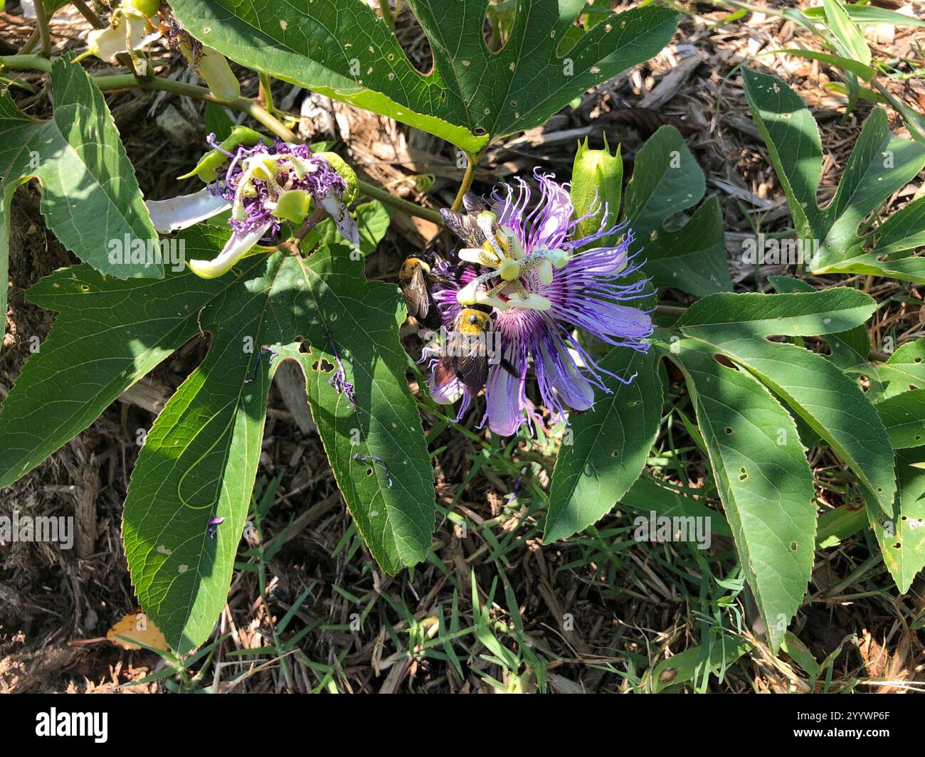 purple passionflower (Passiflora incarnata Stock Photo - Alamy
