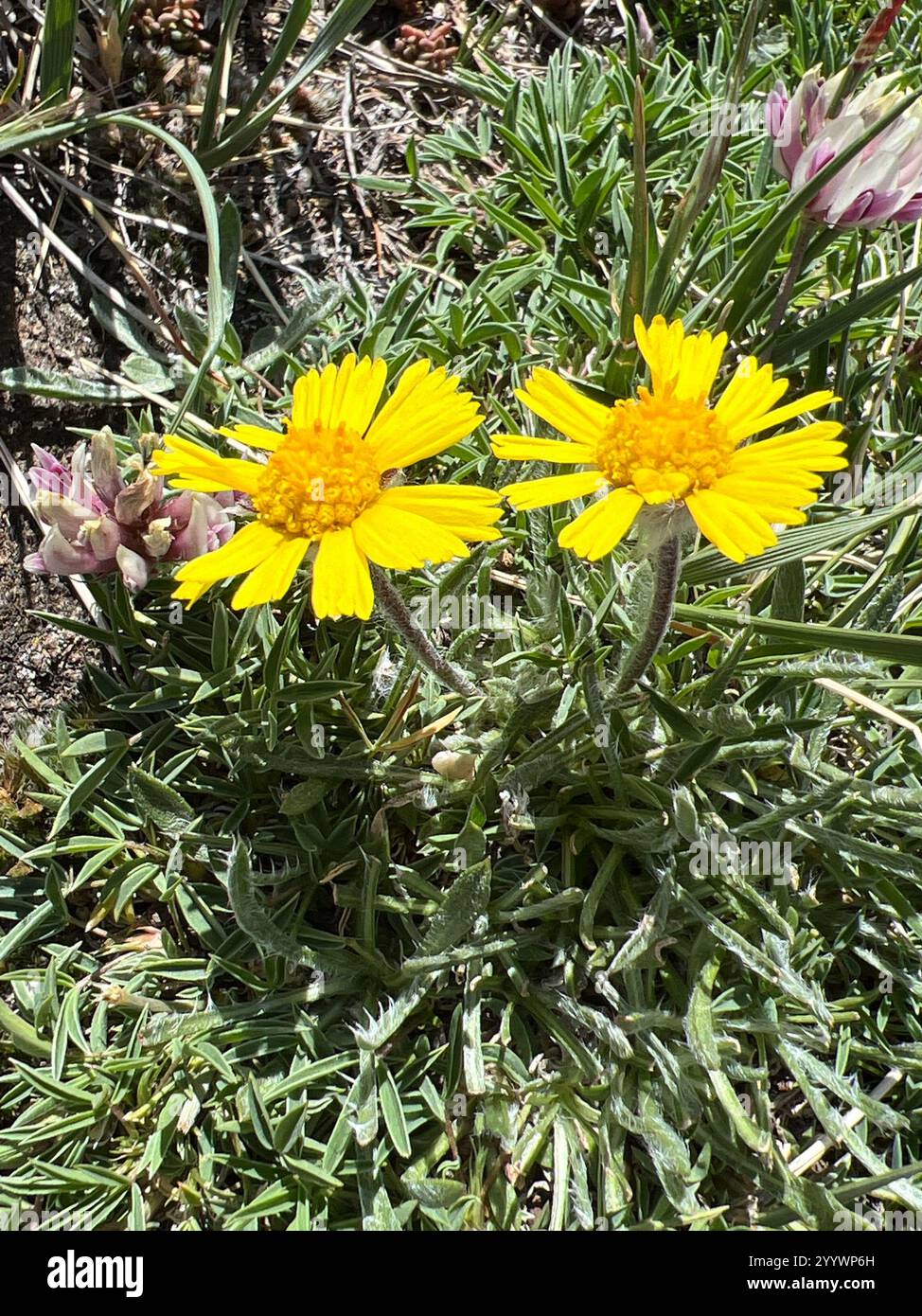 Stemless Four-nerved Daisy (Tetraneuris acaulis Stock Photo - Alamy