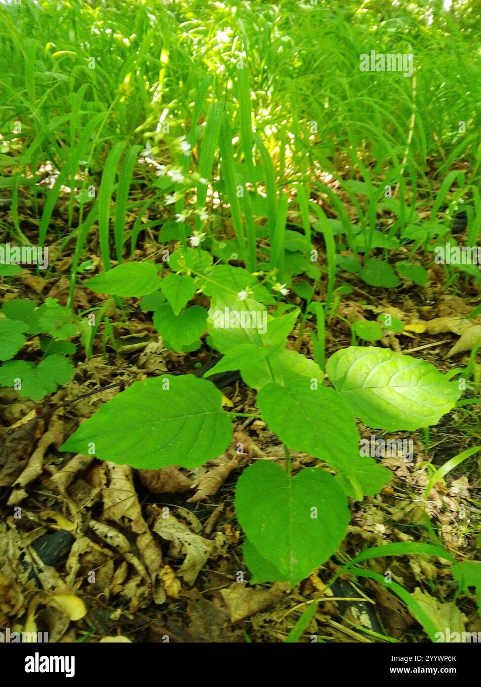 enchanter's-nightshade (Circaea lutetiana Stock Photo - Alamy