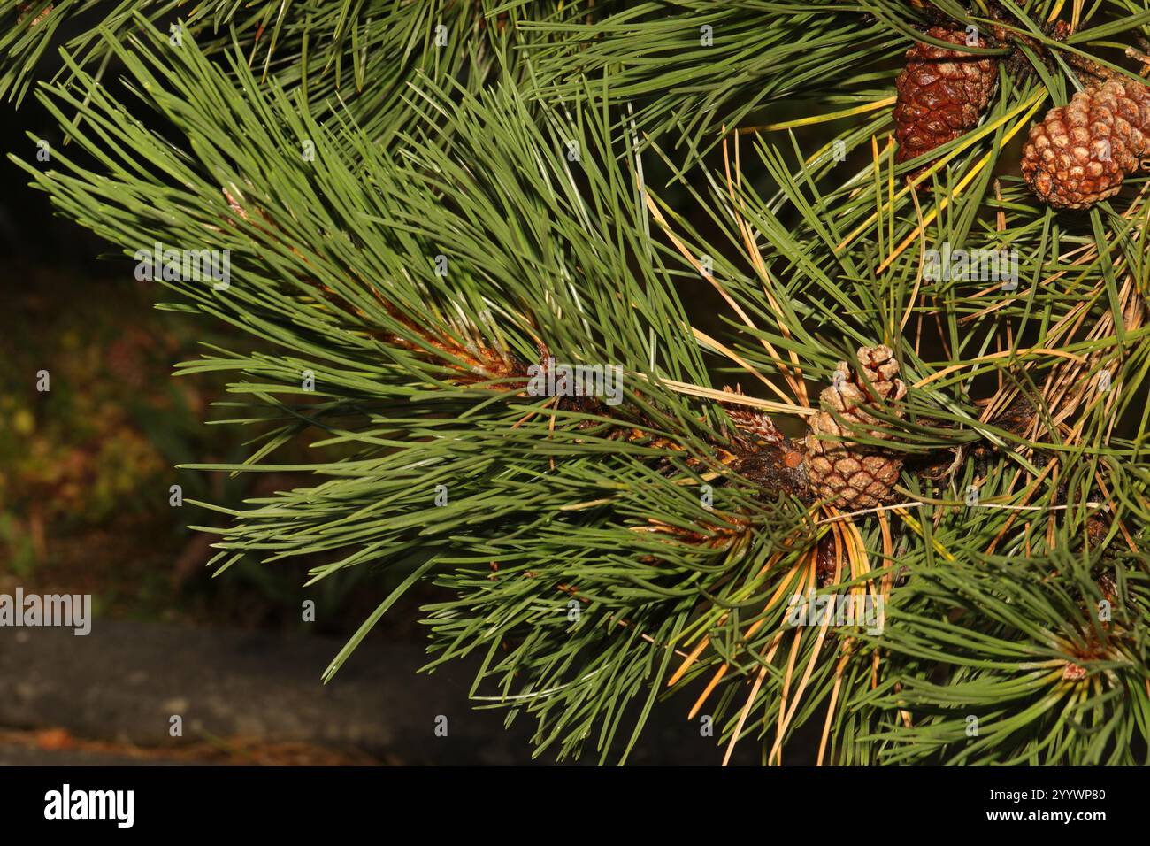 black pine (Pinus nigra Stock Photo - Alamy