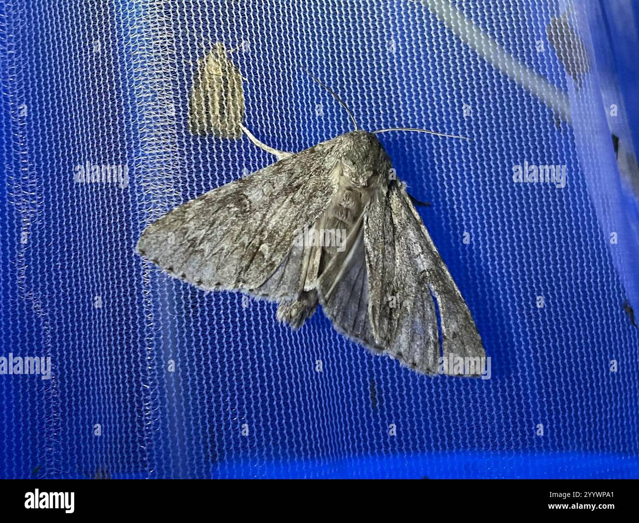 Dagger Moths (Acronicta Stock Photo - Alamy