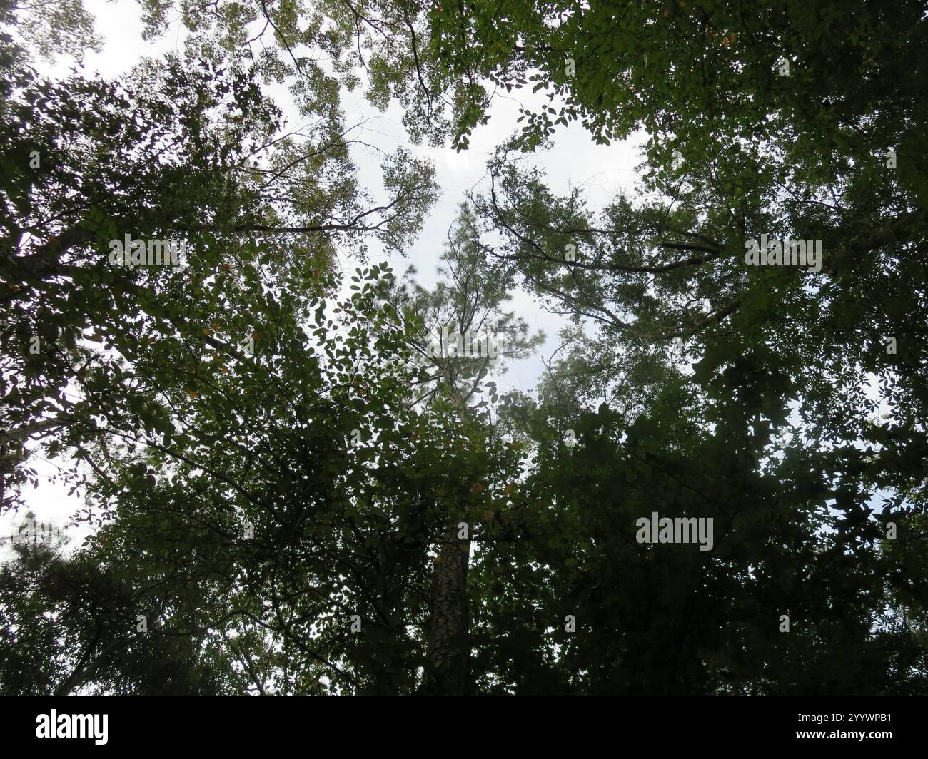 loblolly pine (Pinus taeda Stock Photo - Alamy