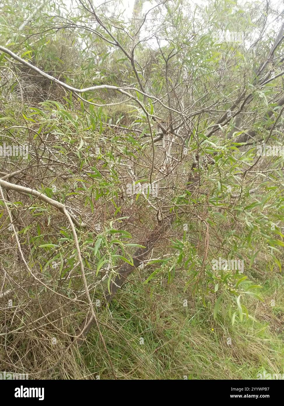 Varnish Wattle (Acacia verniciflua Stock Photo - Alamy