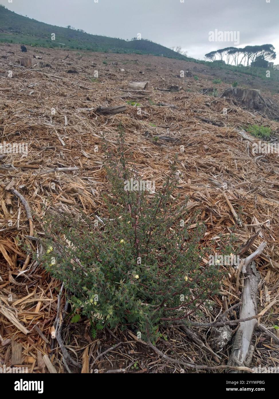 Fat Dollsrose (Hermannia hyssopifolia Stock Photo - Alamy