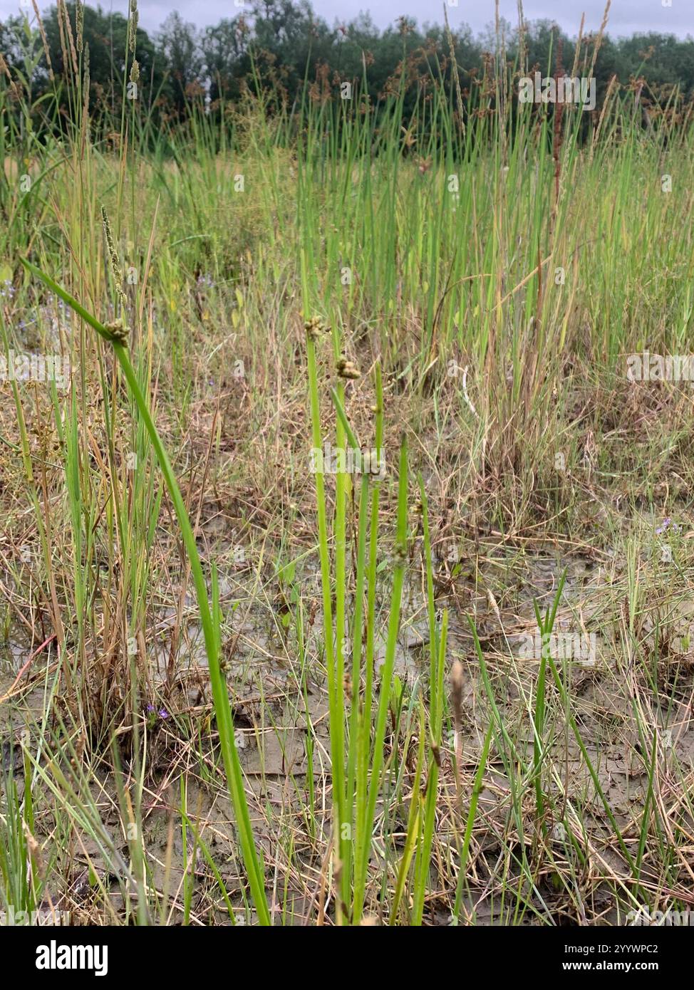 Bog Bulrush (Schoenoplectiella mucronata Stock Photo - Alamy