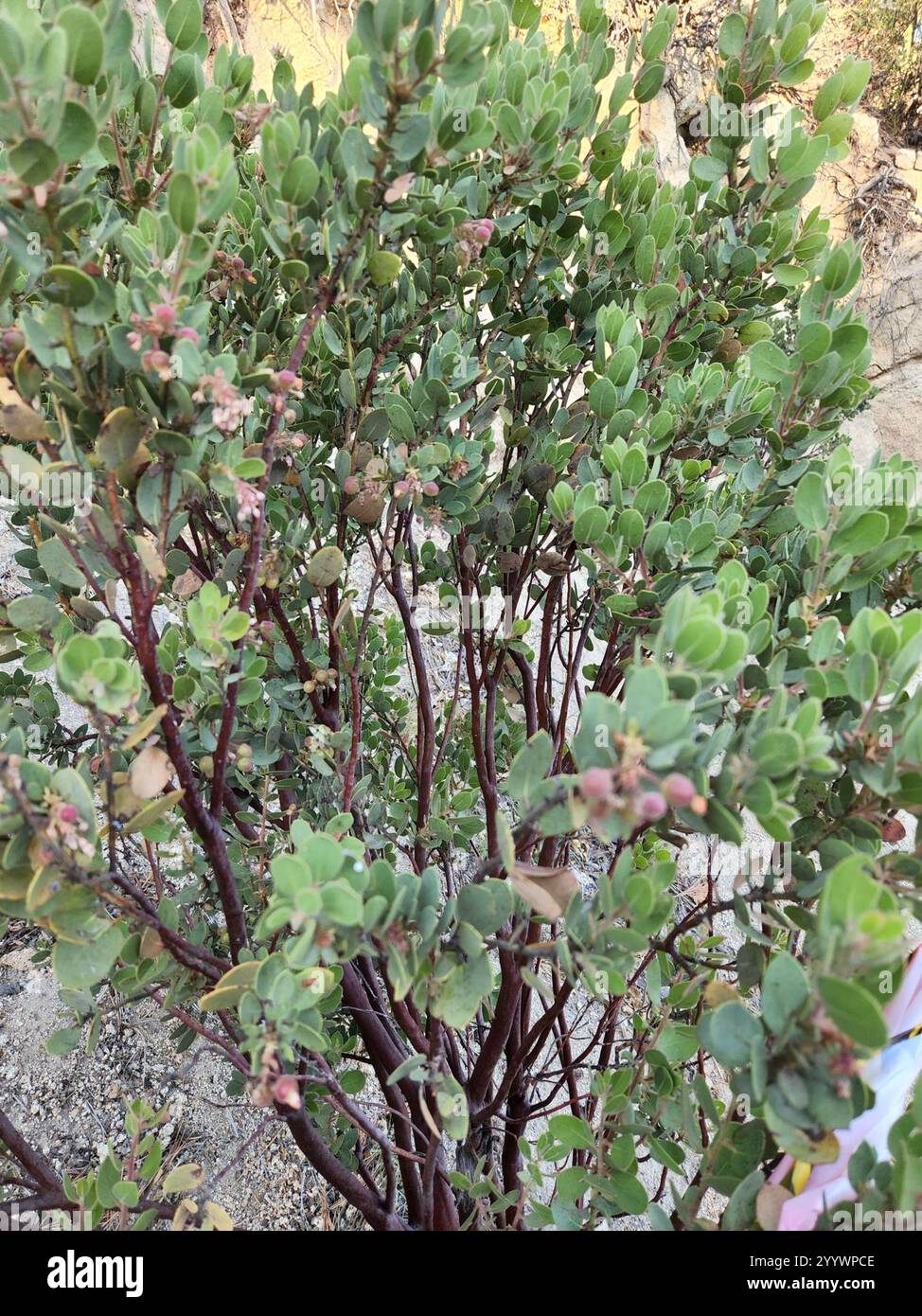 Pringle's manzanita (Arctostaphylos pringlei Stock Photo - Alamy