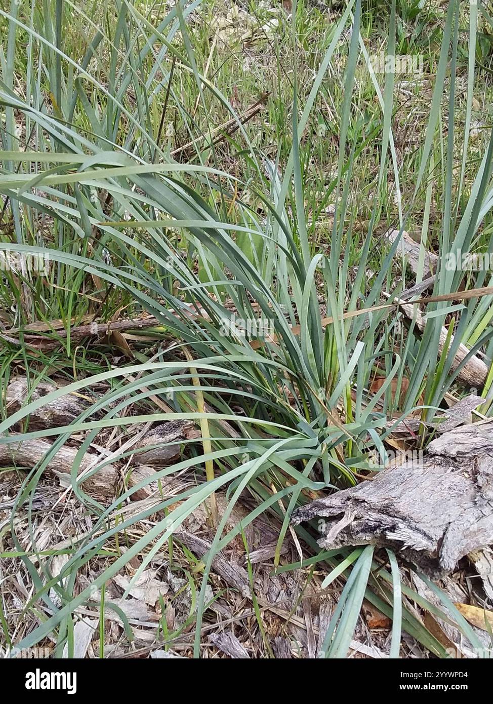 iron-grass (Lomandra multiflora dura Stock Photo - Alamy