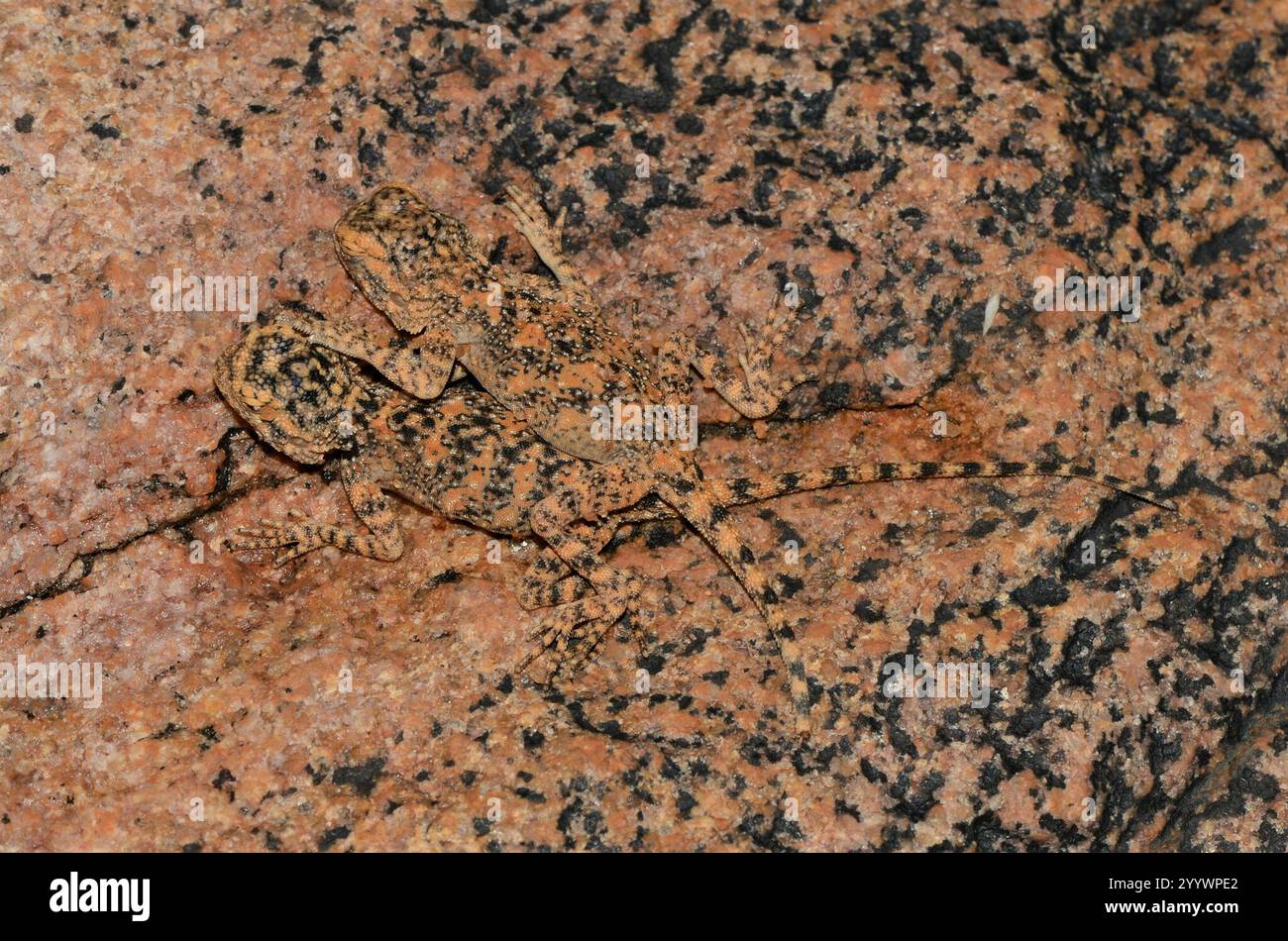 Southern Rock Agama (Agama atra Stock Photo - Alamy