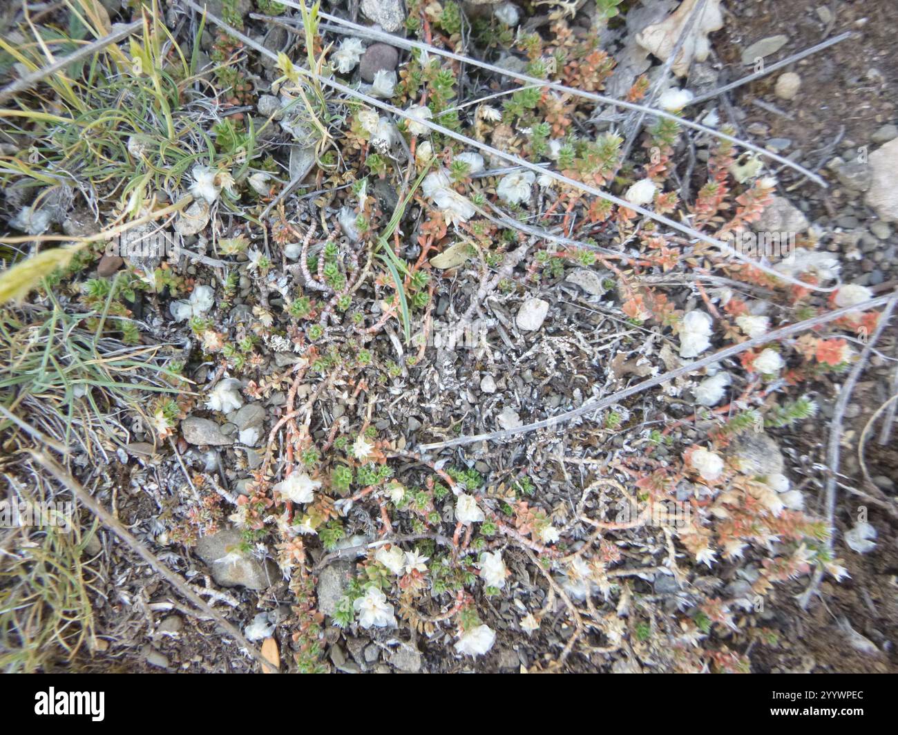 Algerian Tea (Paronychia argentea Stock Photo - Alamy