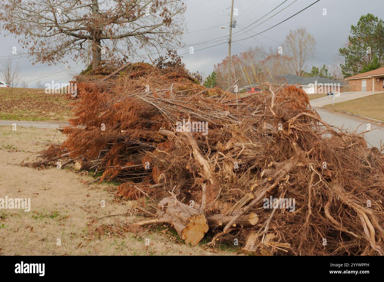 Brush pile and tree limbs laying in brown grass beside the hilly street ...