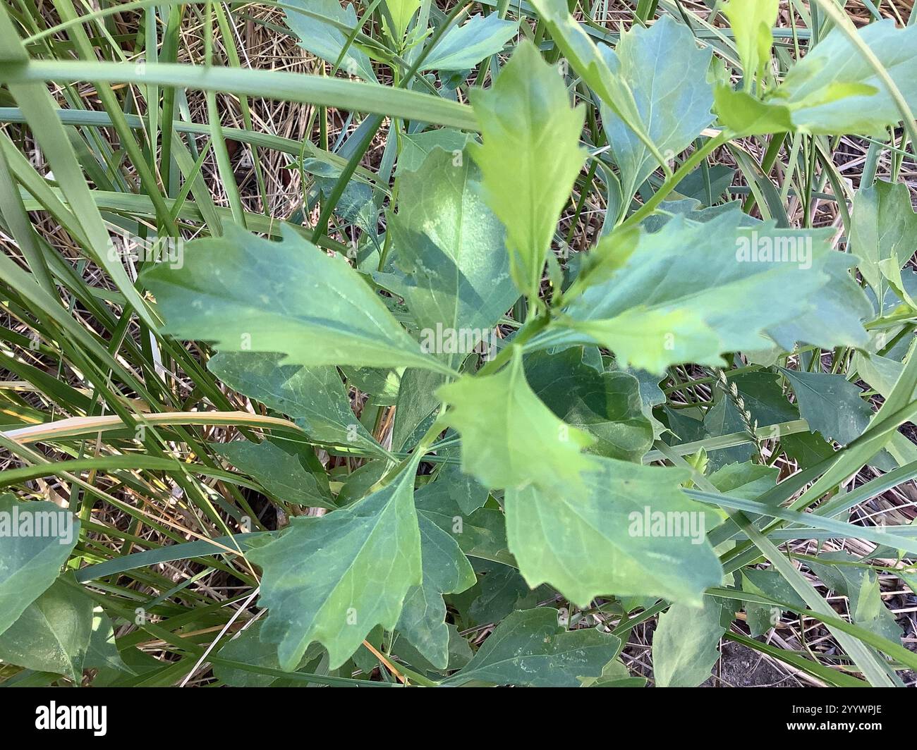 groundsel tree (Baccharis halimifolia Stock Photo - Alamy
