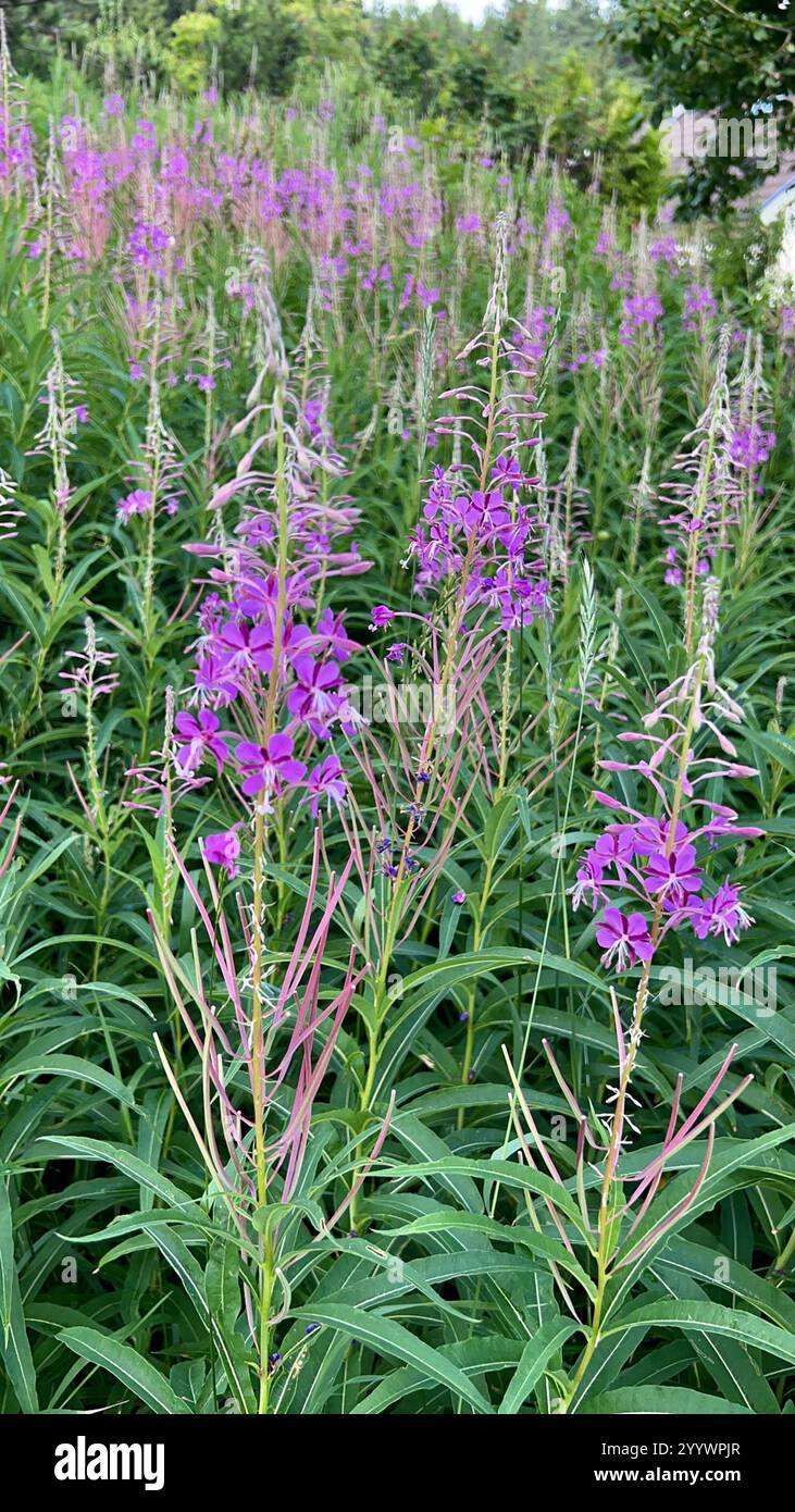 fireweed (Chamaenerion angustifolium Stock Photo - Alamy