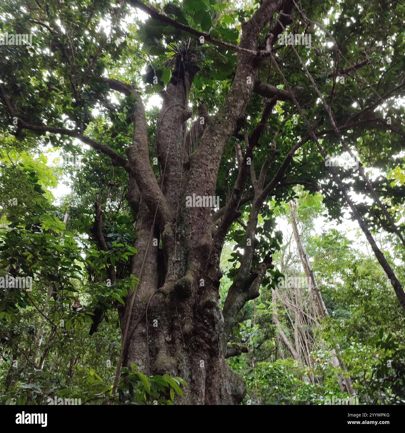 Mammea americana hi-res stock photography and images - Alamy