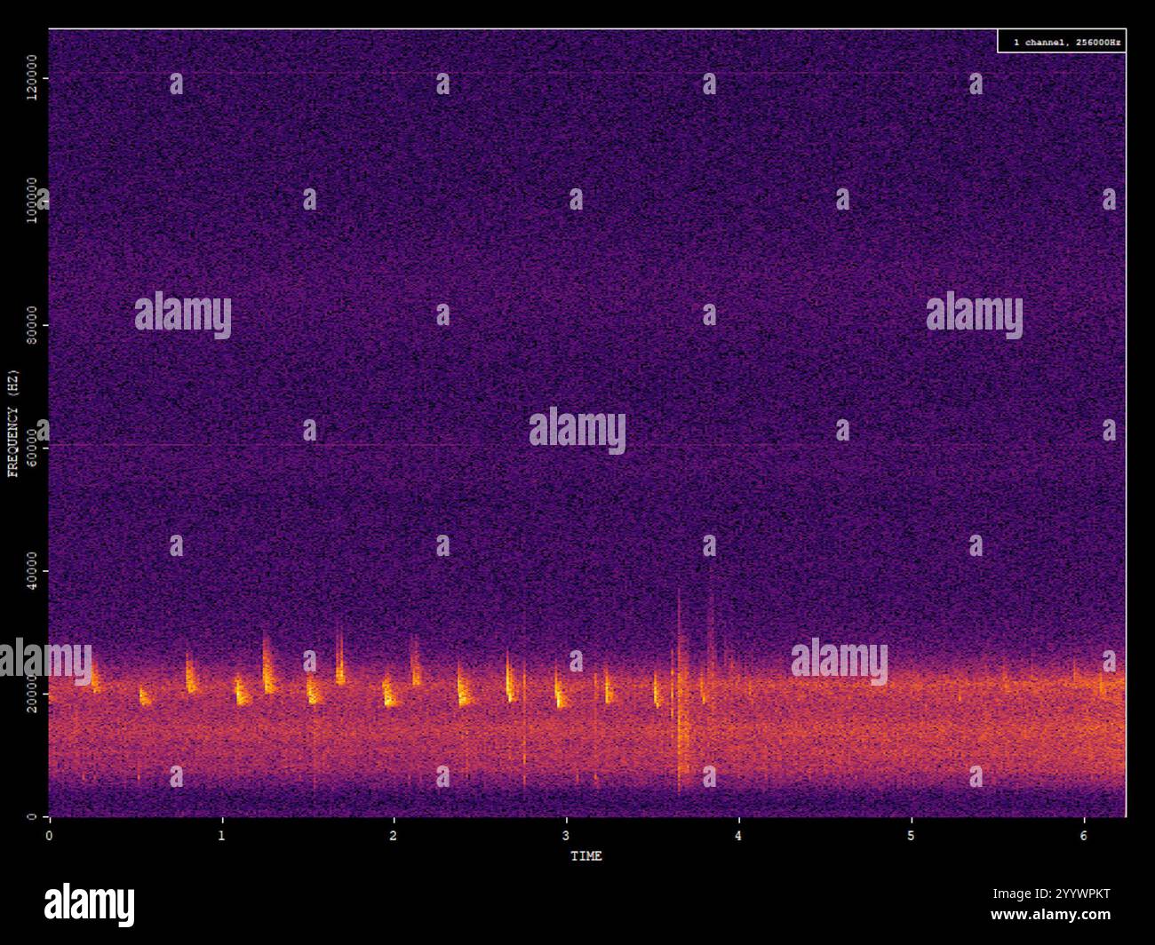 Common Noctule (Nyctalus noctula Stock Photo - Alamy