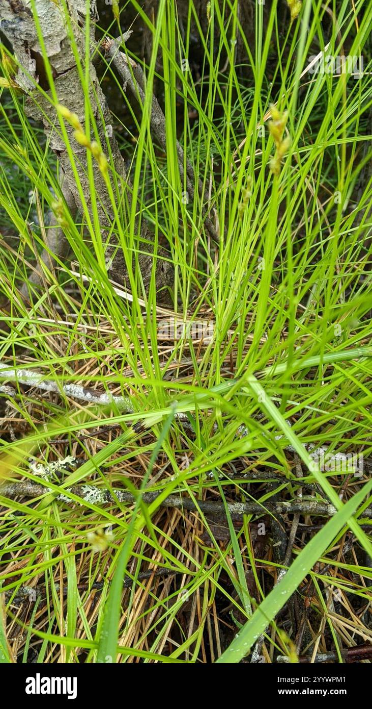 pointed broom sedge (Carex scoparia Stock Photo - Alamy