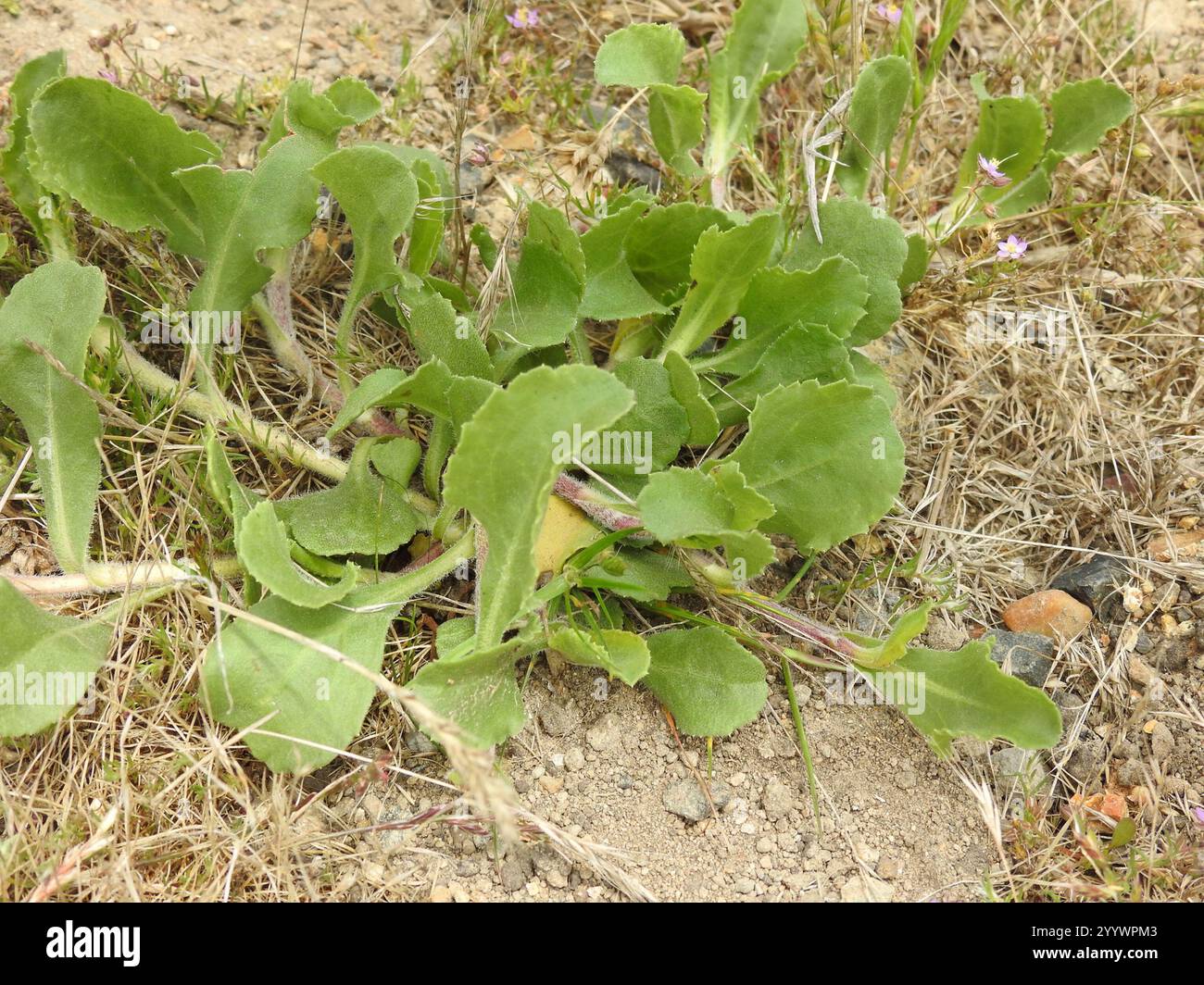 Coastal Gum Plant (Grindelia stricta platyphylla Stock Photo - Alamy