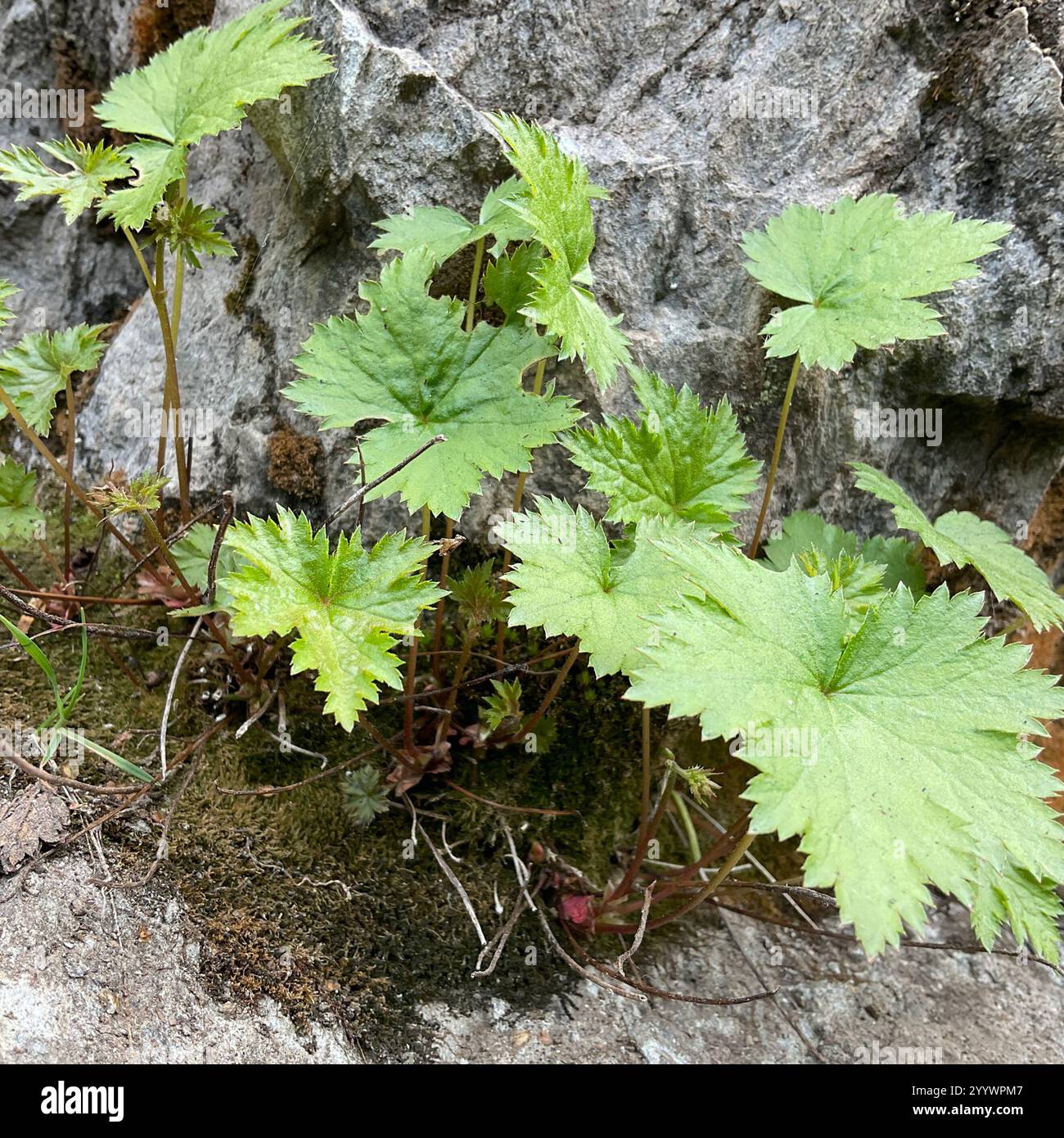 alpine alumroot (Heuchera glabra Stock Photo - Alamy