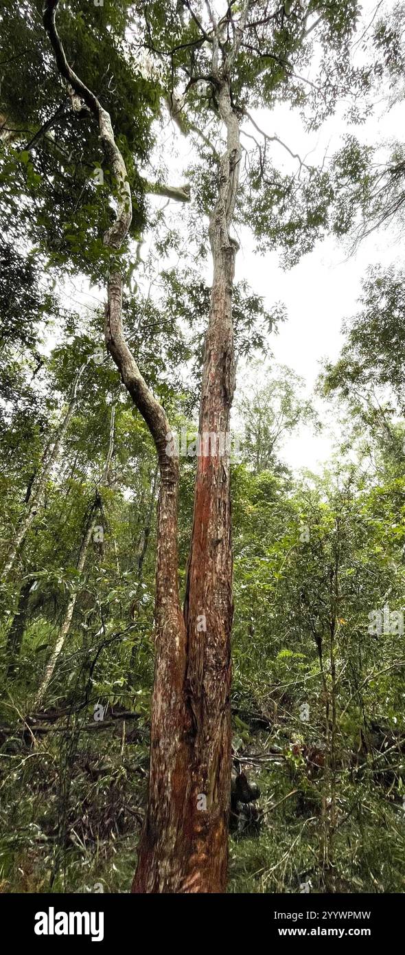 Tallowwood (Eucalyptus microcorys Stock Photo - Alamy