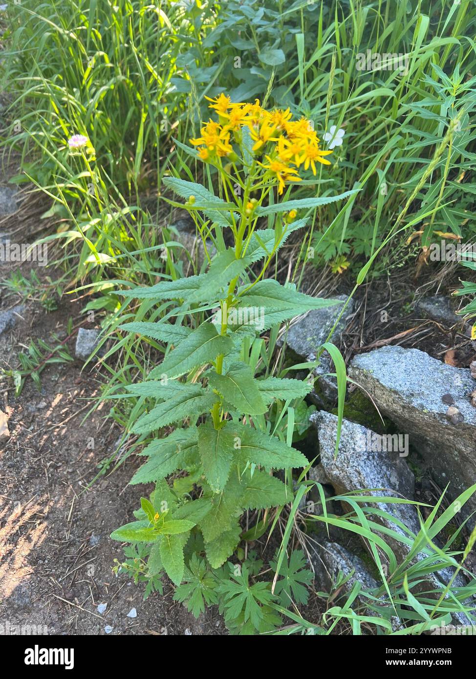 Arrowleaf Senecio (Senecio triangularis Stock Photo - Alamy