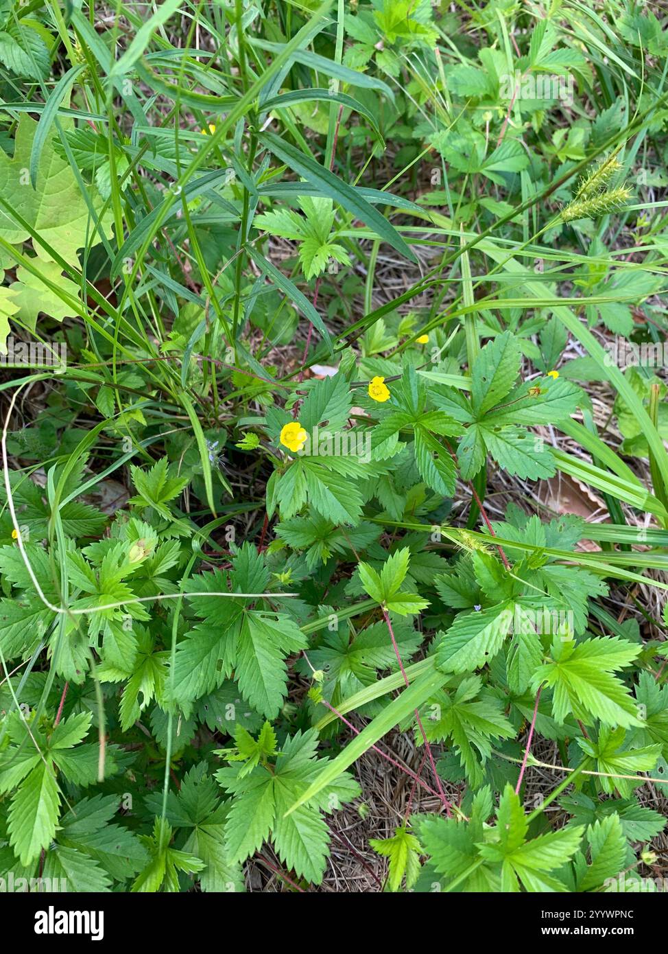 common cinquefoil (Potentilla simplex Stock Photo - Alamy