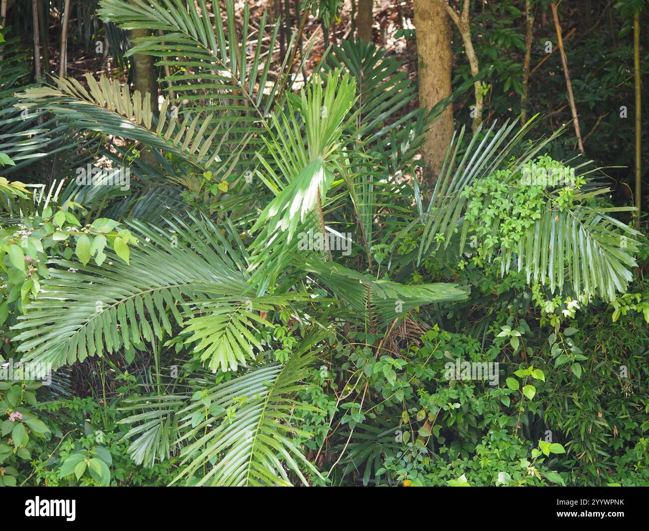 Arenga Palm (Arenga engleri Stock Photo - Alamy