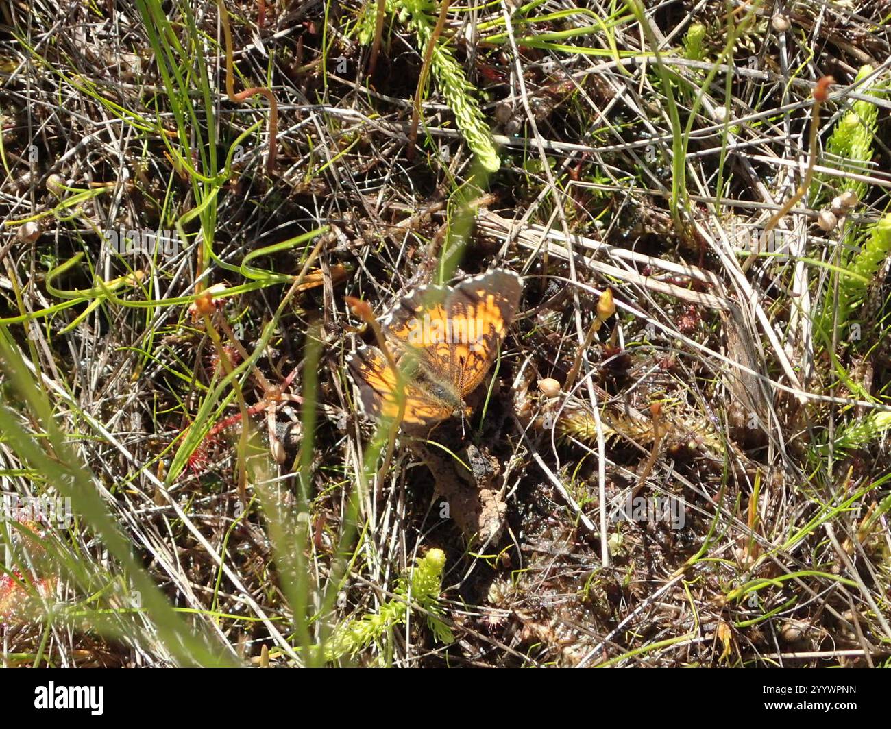 Chlosyne harrisii hi-res stock photography and images - Alamy