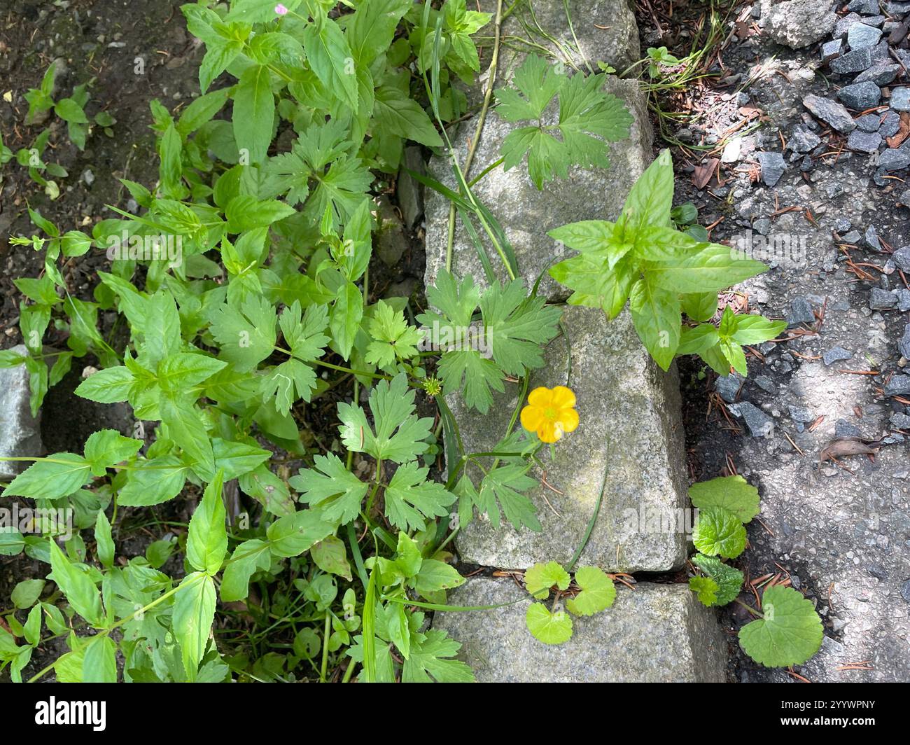 Creeping buttercup (Ranunculus repens Stock Photo - Alamy