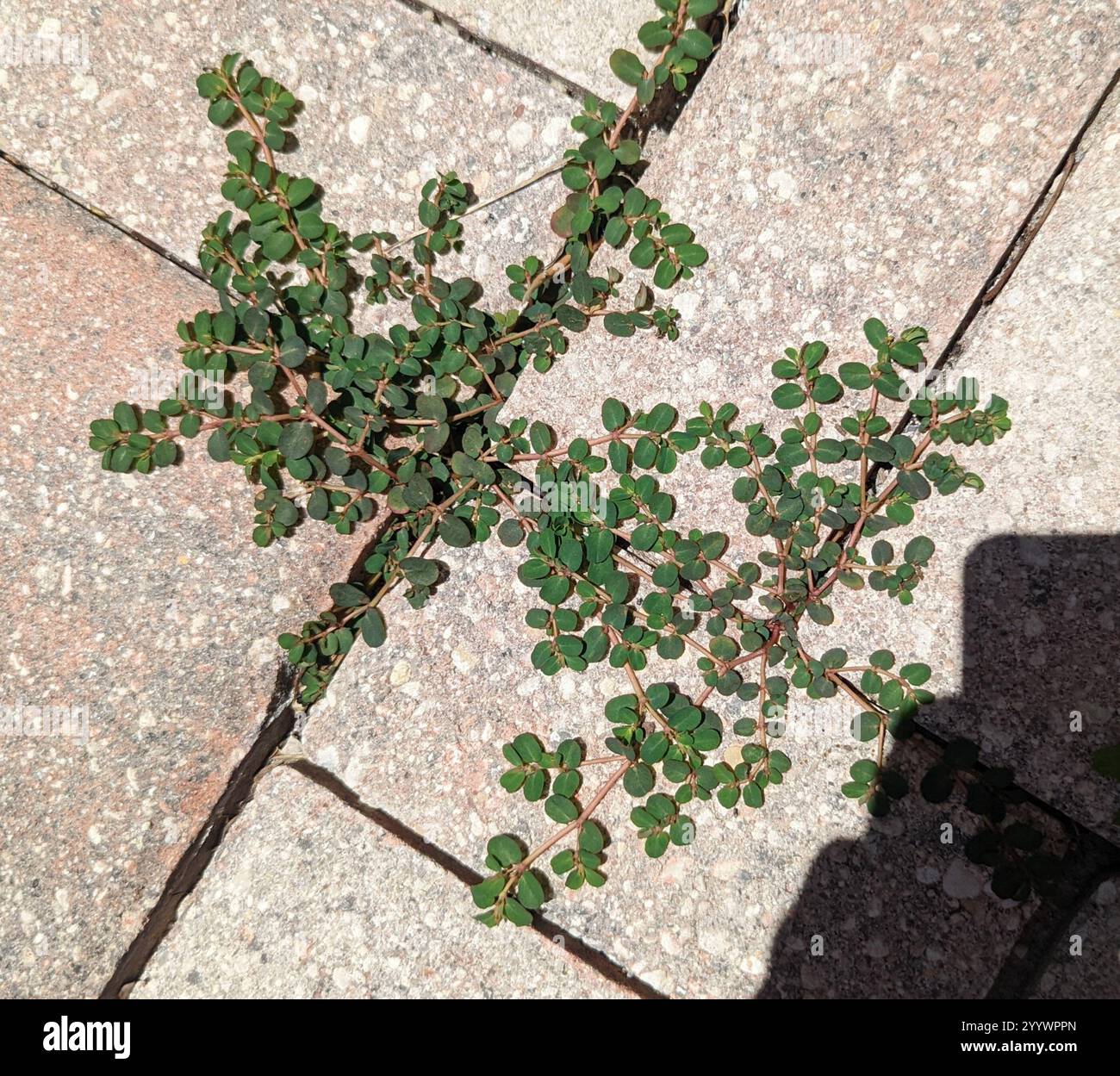 limestone sandmat (Euphorbia blodgettii Stock Photo - Alamy