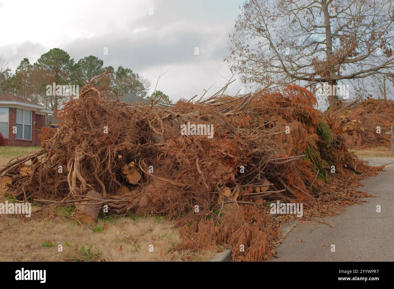 Brush pile and tree limbs laying in brown grass beside the hilly street ...