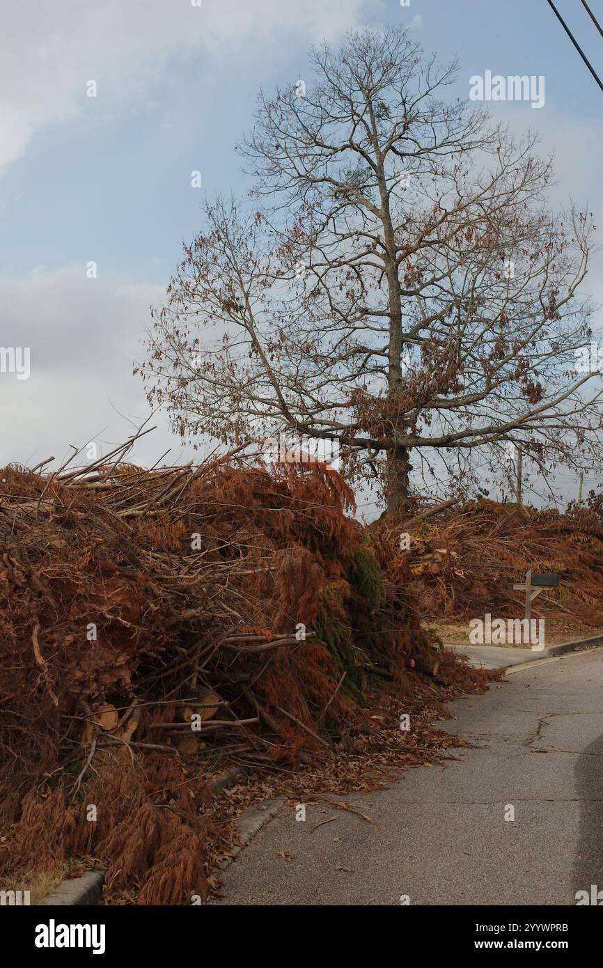 Brush pile and tree limbs laying in brown grass beside the hilly street ...