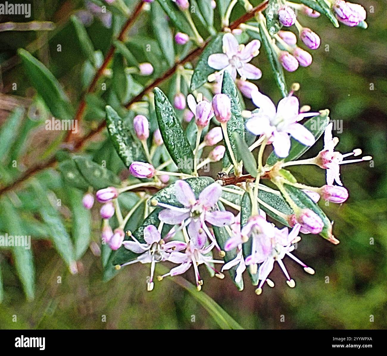 False Buchu (Agathosma ovata Stock Photo - Alamy
