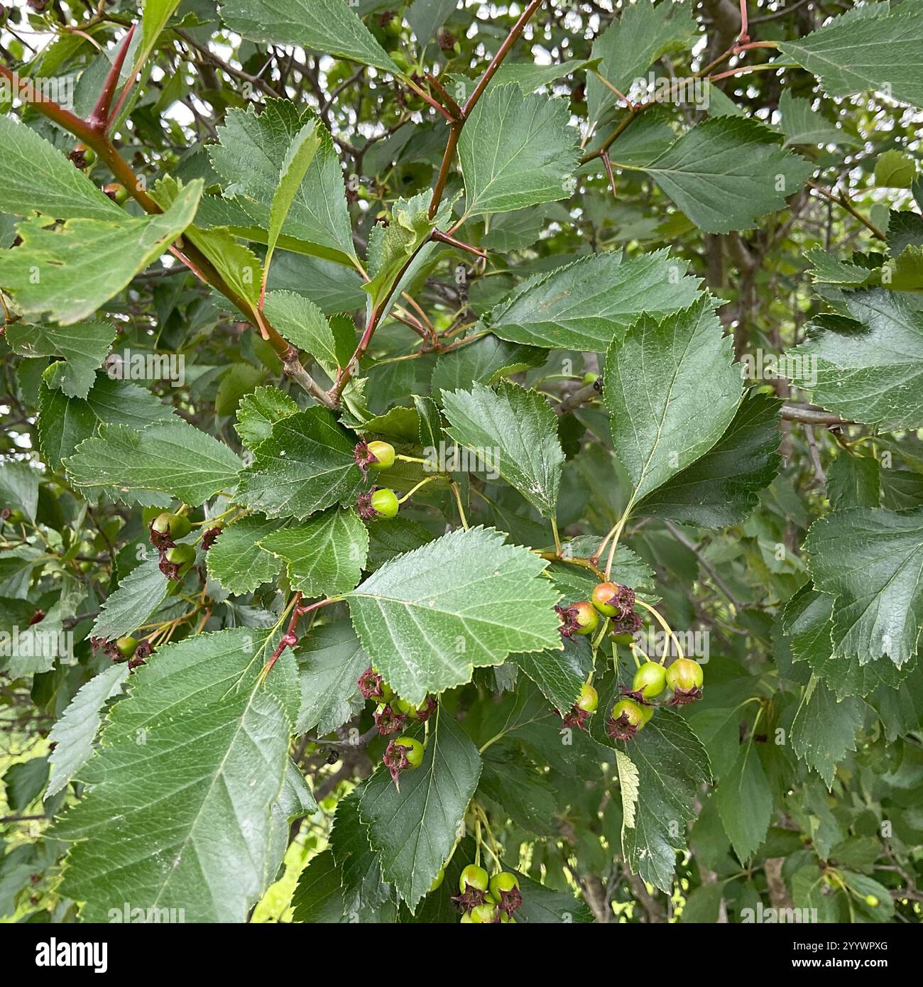 Black Hawthorn (Crataegus douglasii Stock Photo - Alamy