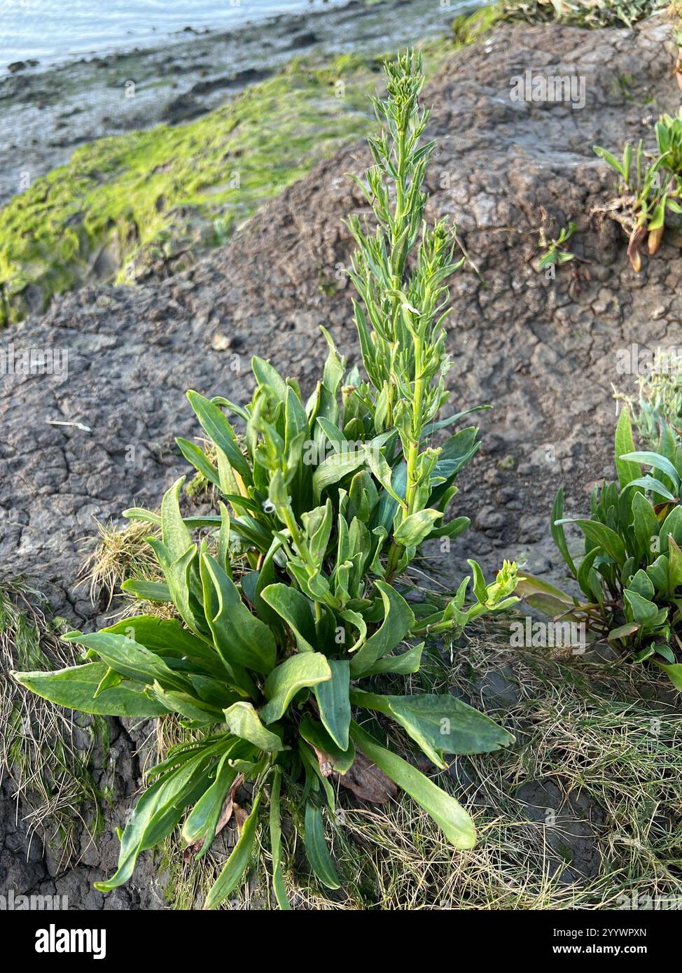 oak-leaved goosefoot (Oxybasis glauca Stock Photo - Alamy