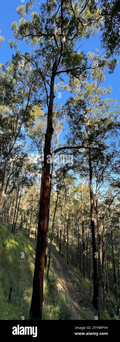 Tallowwood (Eucalyptus microcorys Stock Photo - Alamy