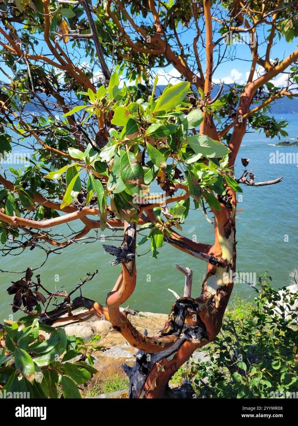 Pacific madrone (Arbutus menziesii Stock Photo - Alamy