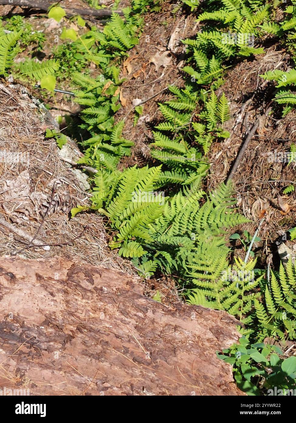 rock polypody (Polypodium virginianum Stock Photo - Alamy