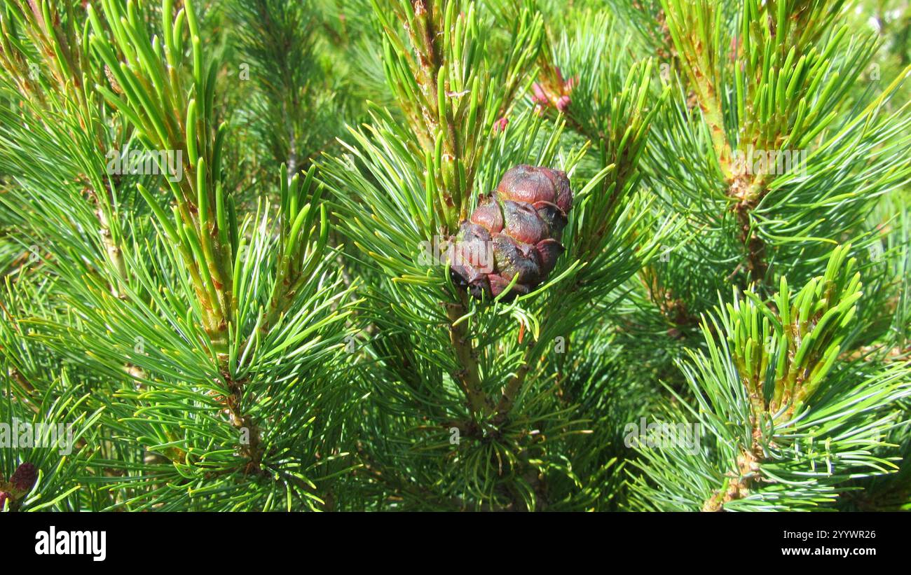 dwarf Siberian pine (Pinus pumila Stock Photo - Alamy