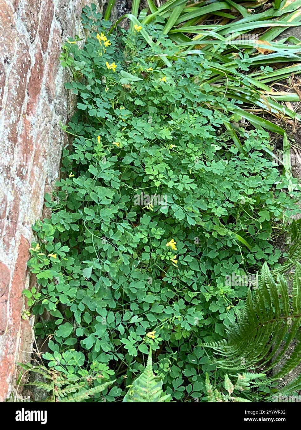 Yellow Fumitory (Pseudofumaria lutea Stock Photo - Alamy