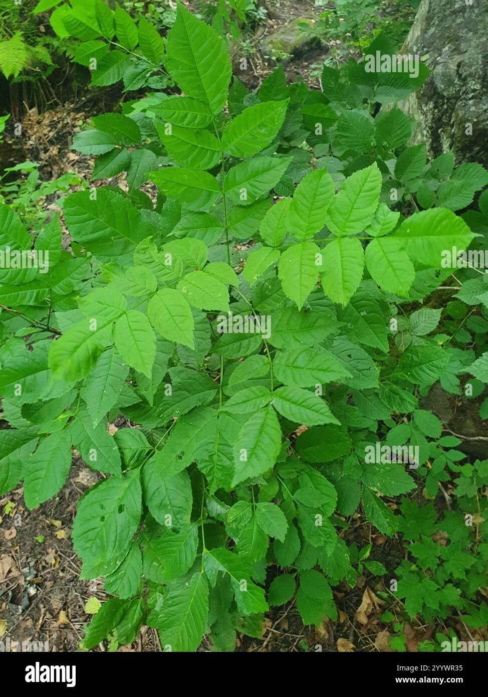 European ash (Fraxinus excelsior Stock Photo - Alamy