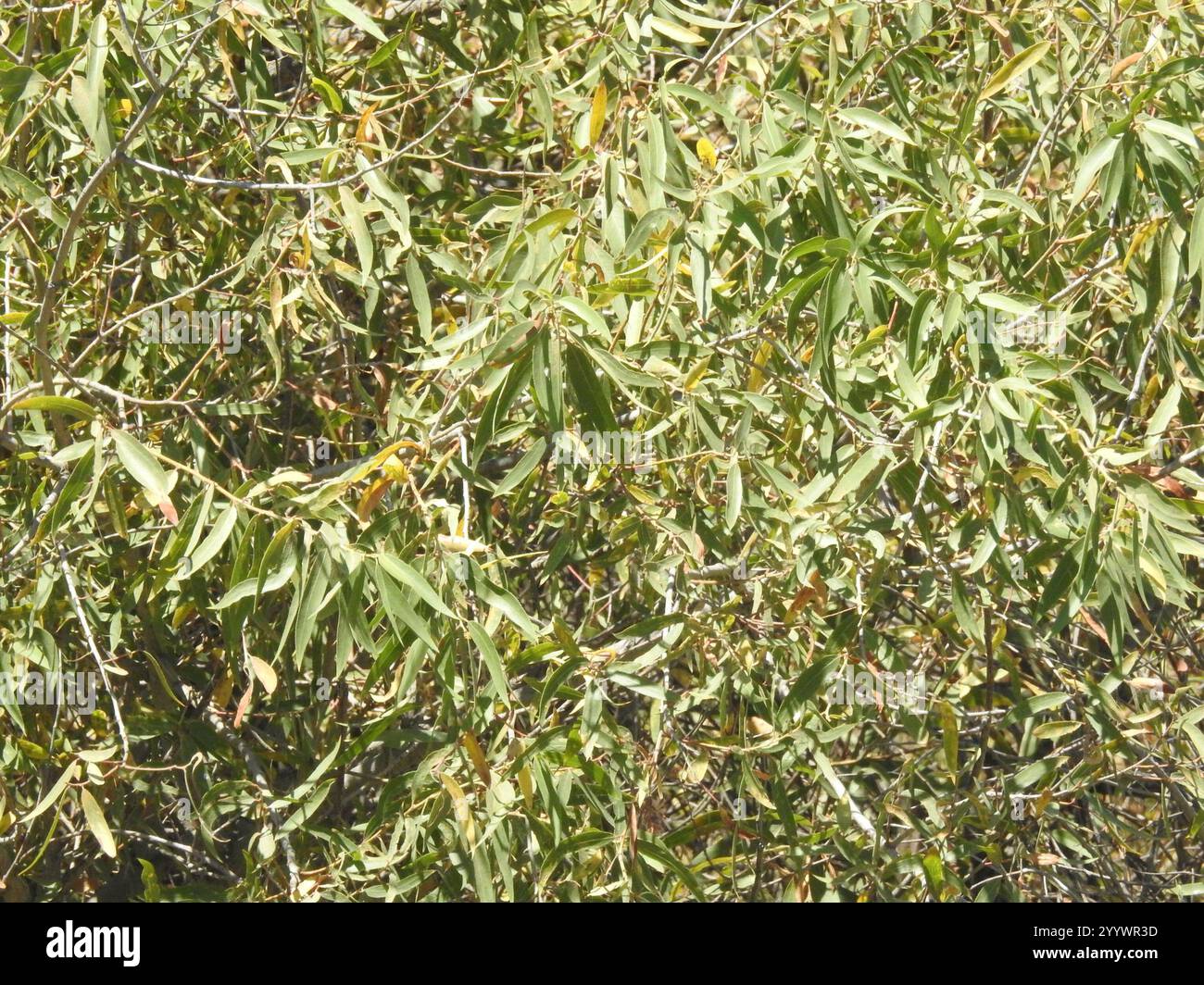 Gooddings willow hi-res stock photography and images - Alamy