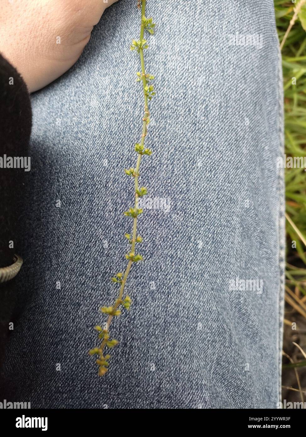 Slender Dock (Rumex brownii Stock Photo - Alamy