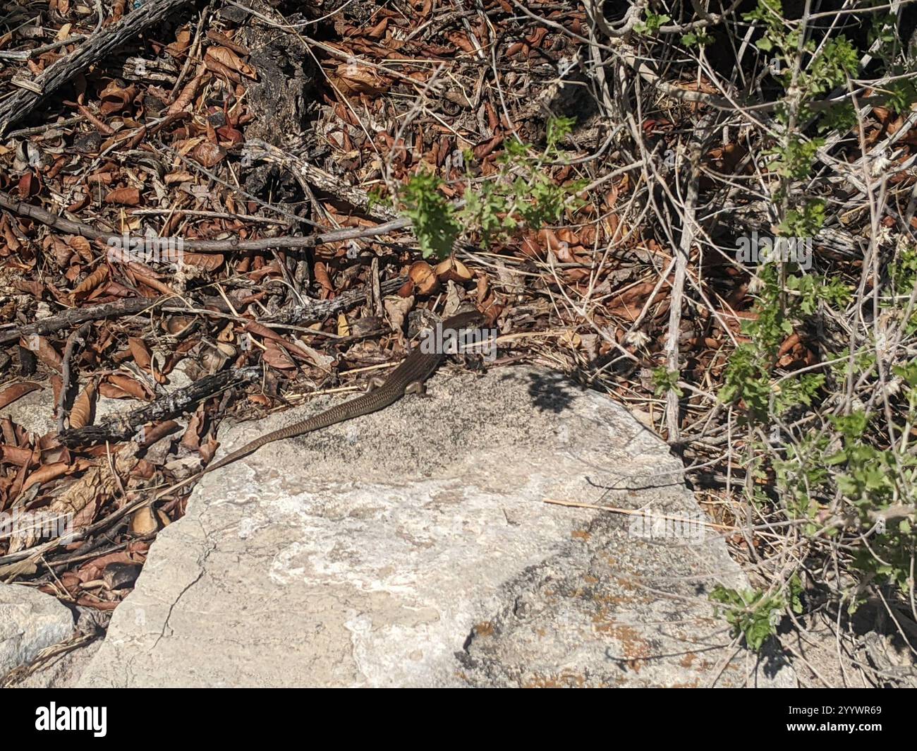 Great Plains Skink (Plestiodon obsoletus Stock Photo - Alamy