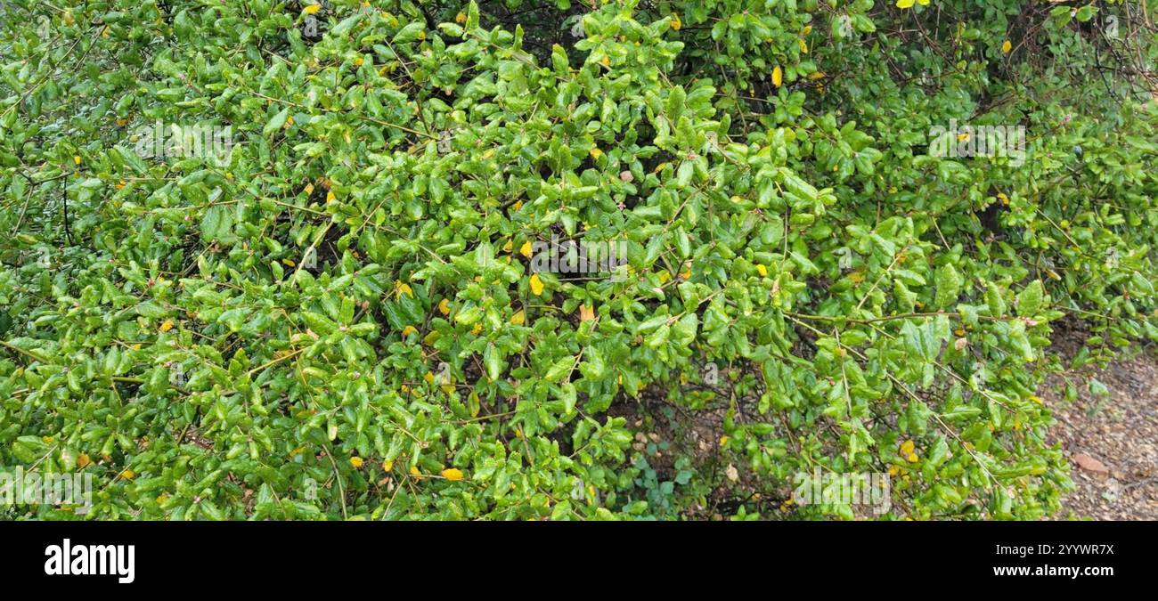 coast live oak (Quercus agrifolia Stock Photo - Alamy